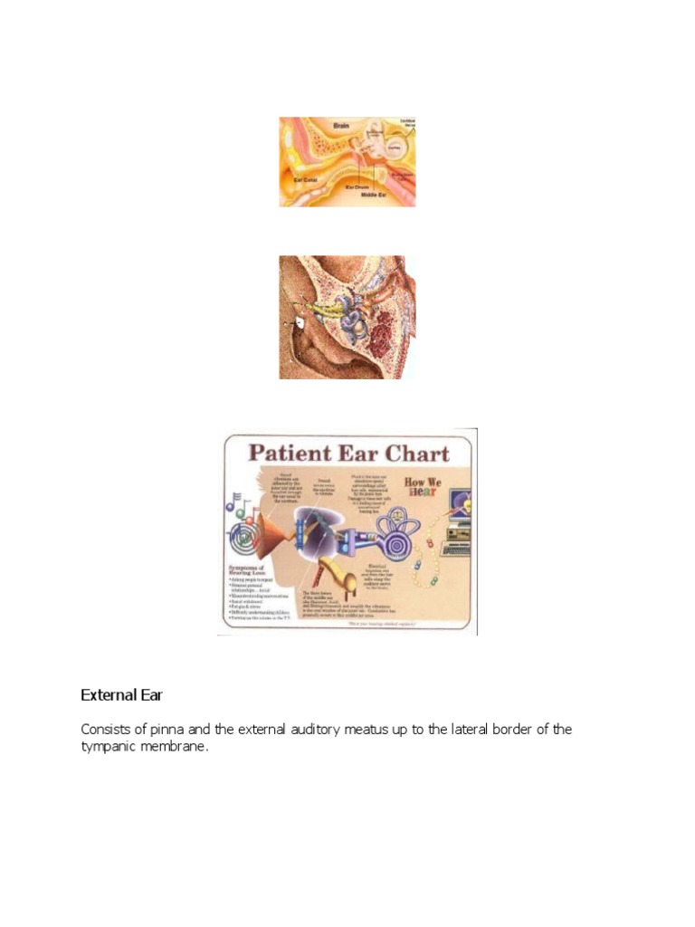 External Ear: Consists of Pinna and The External Auditory Meatus Up To ...