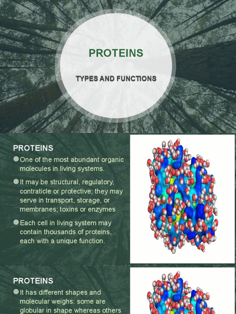 Proteins: Types and Functions | PDF