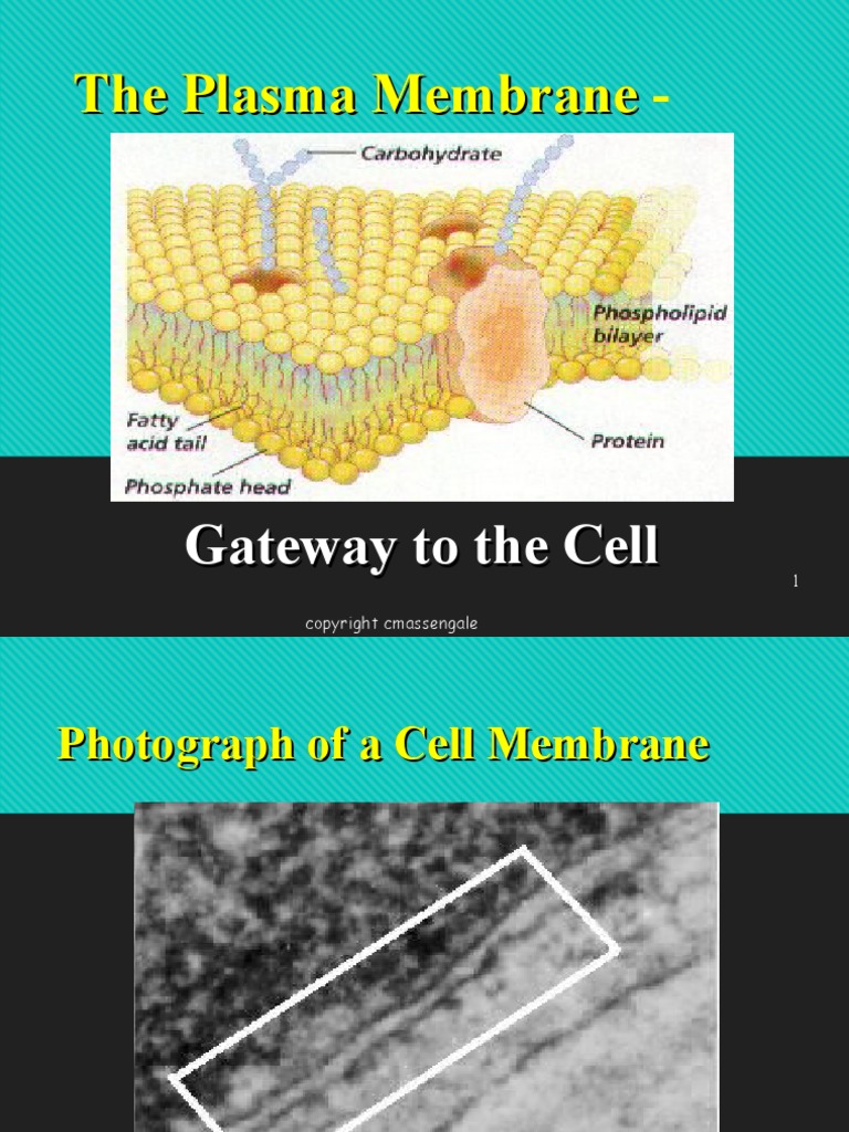 Plasma Membrane | PDF | Cell Membrane | Osmosis