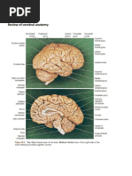 Lateral Sagittal View Sheep Brain | PDF | Cerebrum | Thalamus