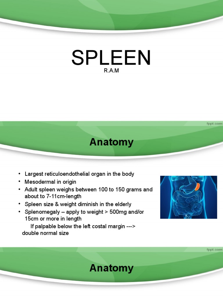 Spleen Powerpoint | PDF | Spleen | Medical Imaging