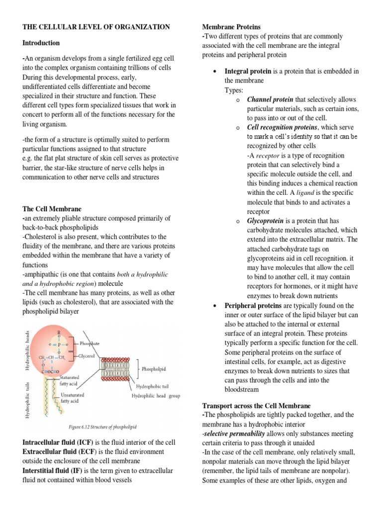 Understanding Cell Structure and Function | PDF | Cell (Biology) | Cell ...