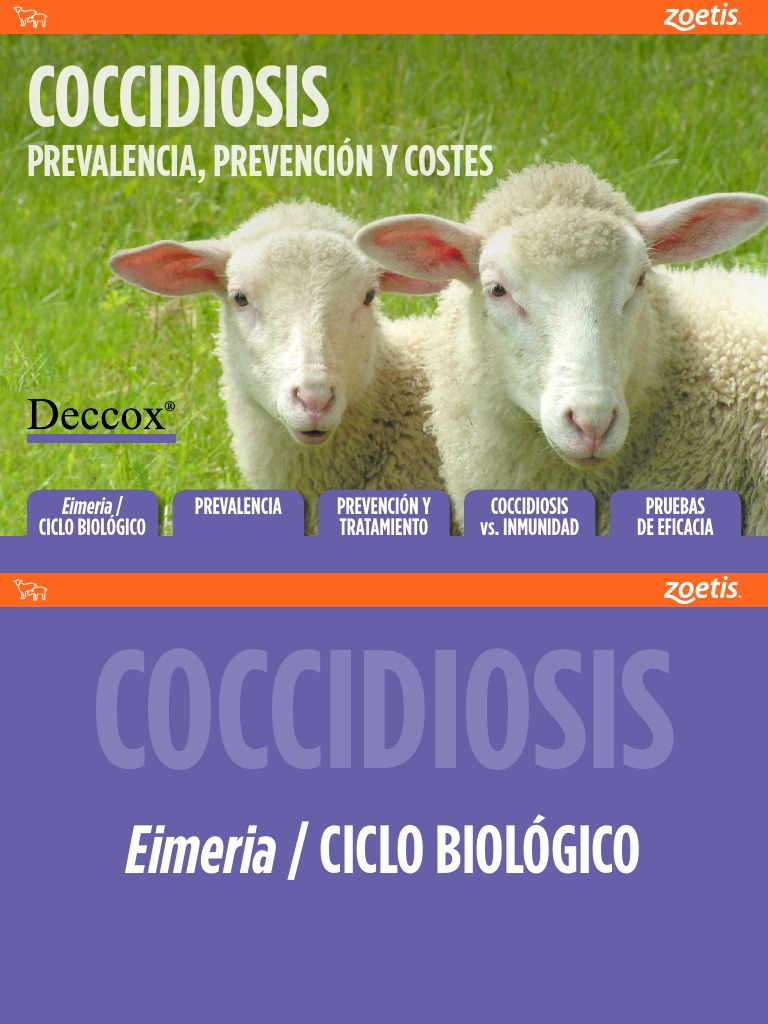 Coccidiosis Deccox-Ovino Ipad Feb2017 4 | PDF | Diarrea | Sistema inmune