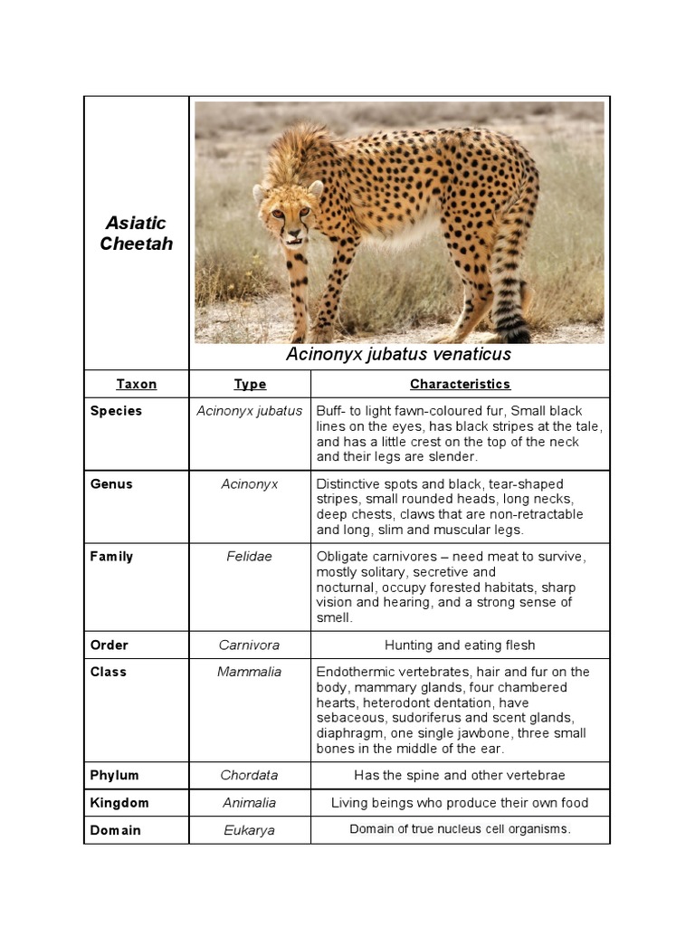 Asiatic Cheetah: Acinonyx Jubatus Venaticus | PDF