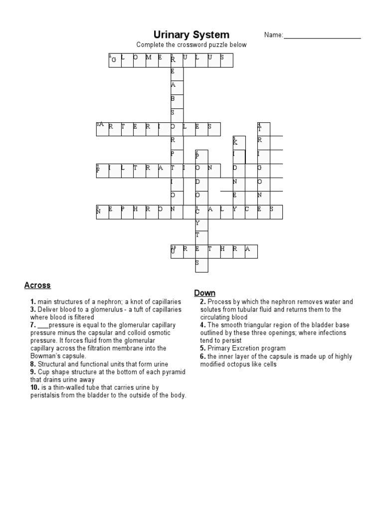 Urinary System Crossword Puzzle | PDF | Genitourinary System | Abdomen
