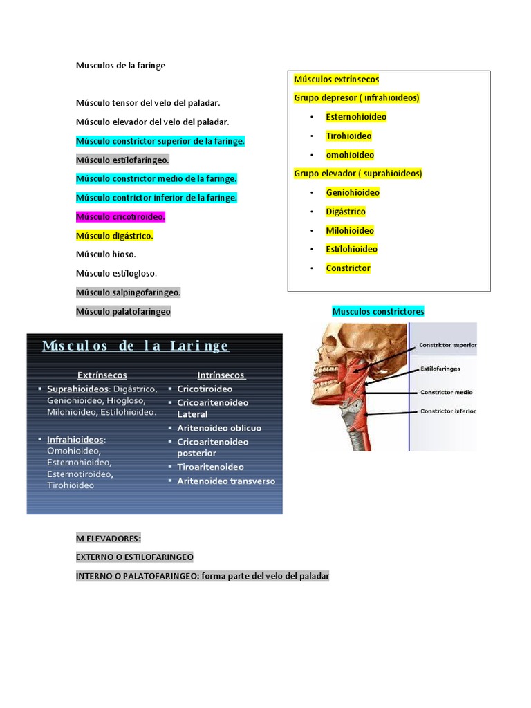 Músculos de la Faringe y Paladar | PDF | Salud y bienestar | Ciencia y ...