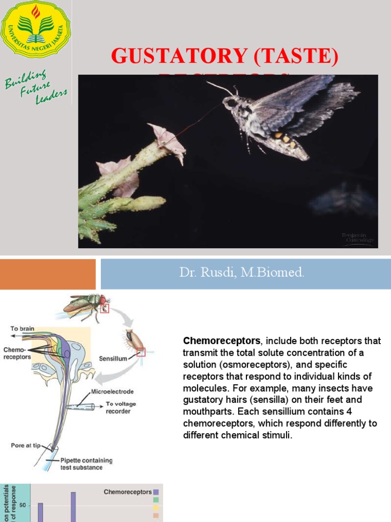 Gustatory (Taste) Receptors: Dr. Rusdi, M.Biomed | PDF | Taste ...