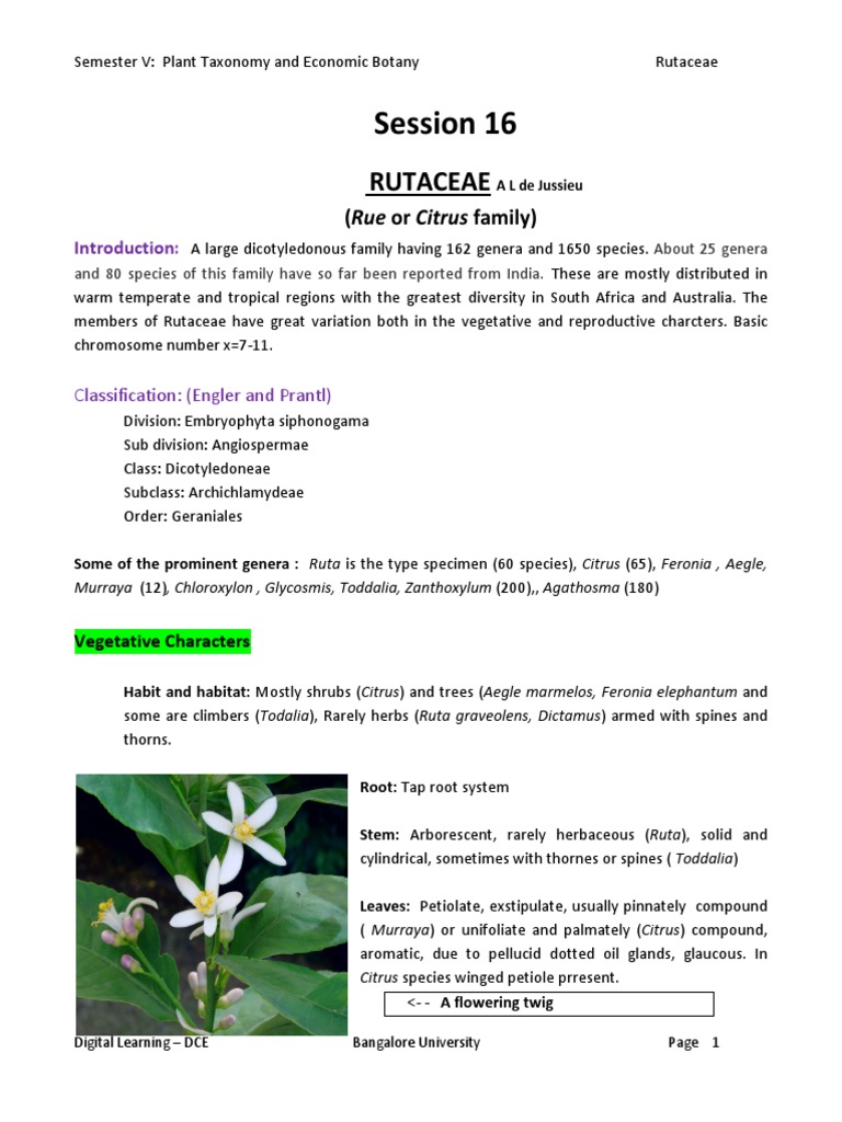 Taxonomy, Morphology, Uses and Importance of the Rutaceae Family | PDF ...