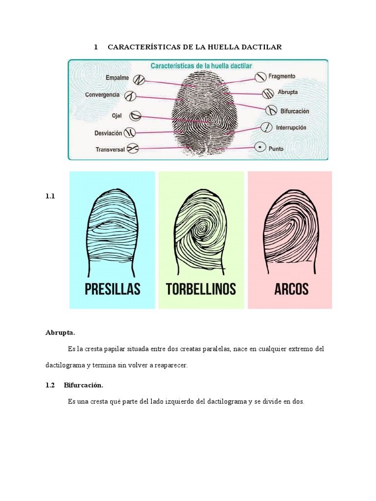 Características De La Cresta De La Huella Dactilar Dactiloscopia V