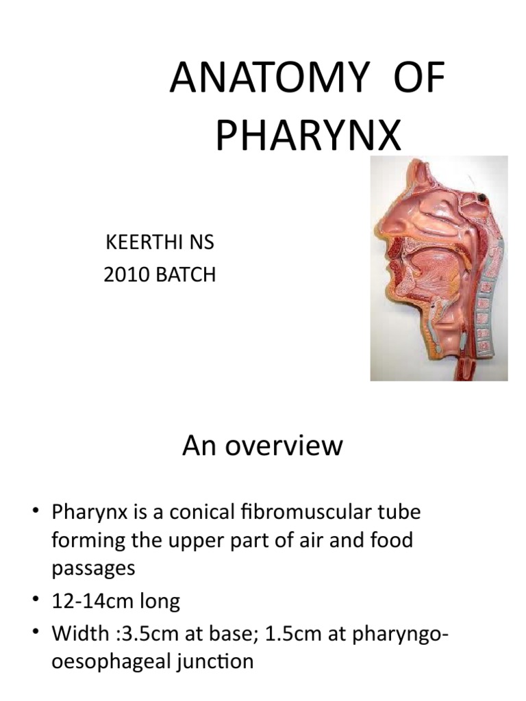Anatomy of Pharynx: Keerthi Ns 2010 BATCH | PDF | Animal Anatomy ...