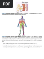Dermatomos e Miotomos Da Cervical Conceito e Implicacoes | PDF ...