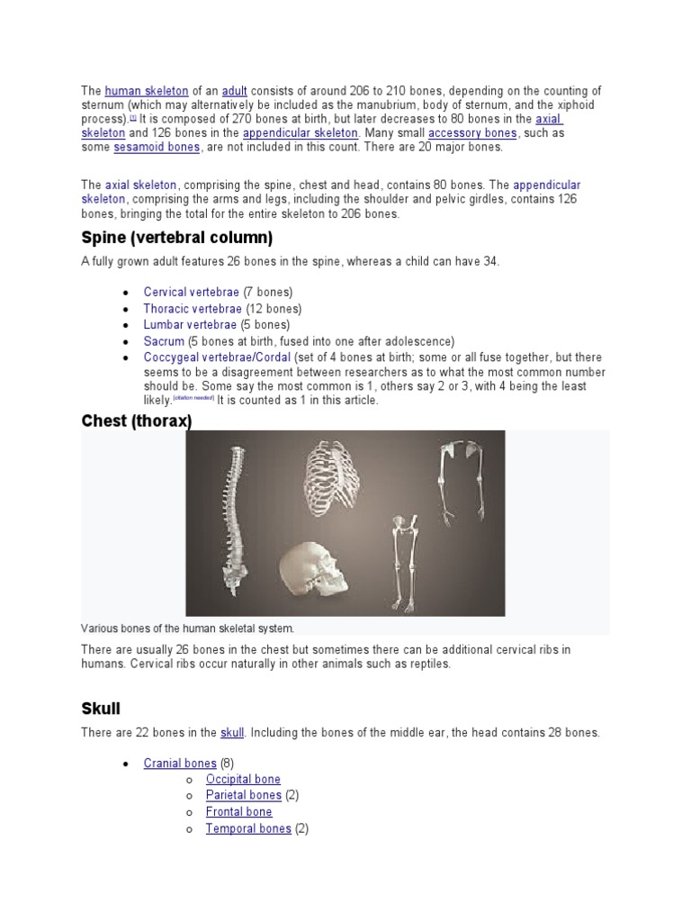 Bones of Human Body | PDF | Vertebral Column | Skeleton