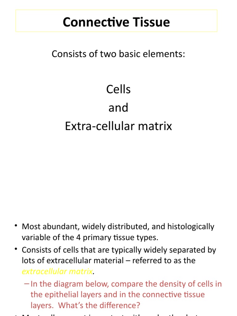 Connective Tissue: Cells and Extra-Cellular Matrix | PDF | Collagen ...