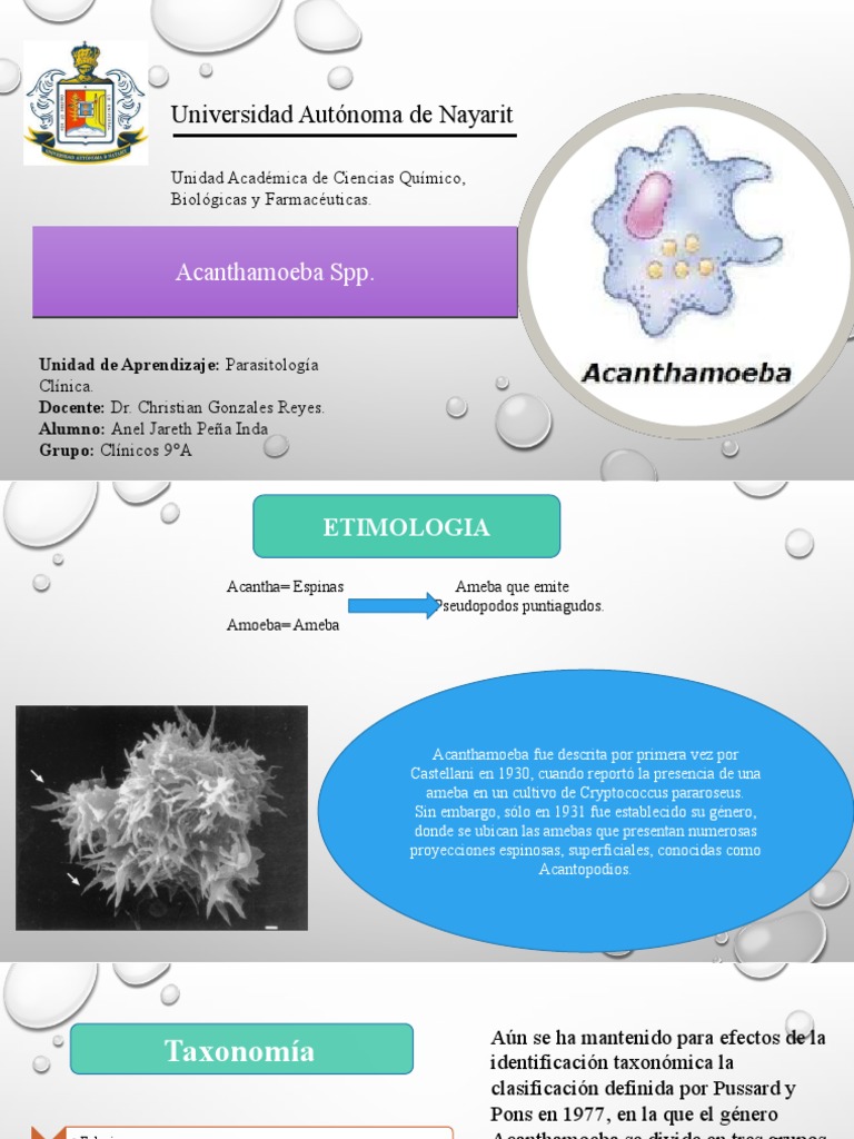 Ciclo De Vida De La Acanthamoeba