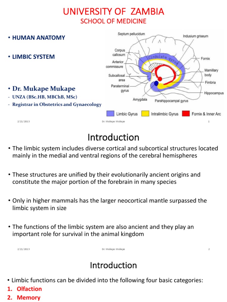 Limbic System | PDF | Limbic System | Hippocampus