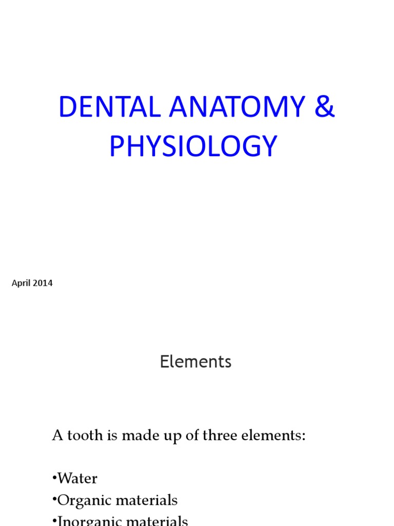 Dental Anatomy | PDF | Human Tooth | Tooth