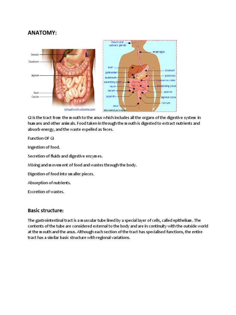 Anatomy:: Basic Structure | PDF | Stomach | Gastrointestinal Tract