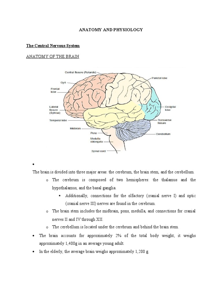 Anatomy and Physiology of The Brain | PDF | Autonomic Nervous System ...