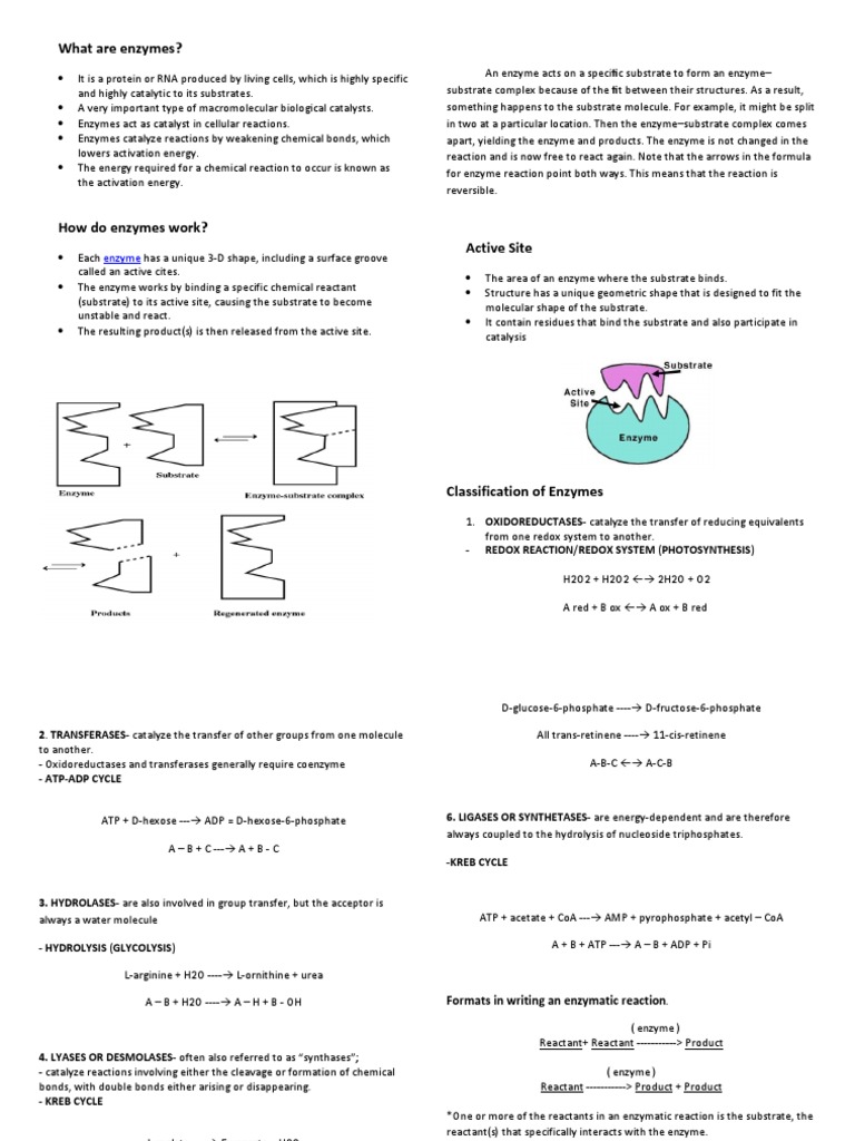 Handout 4 Enzymes | PDF | Enzyme | Enzyme Inhibitor