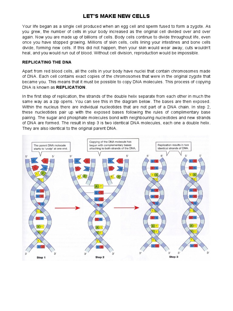 DNA Replication and Cell Division: Understanding How Cells Make Copies ...