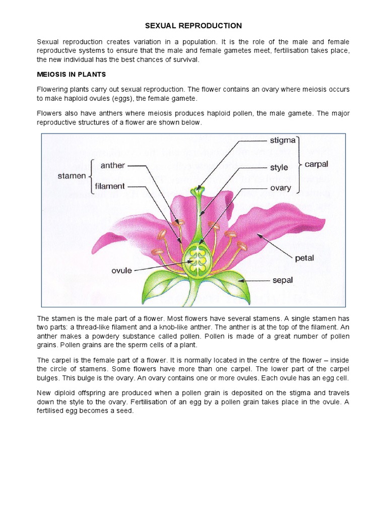 Sexual Reproduction | PDF | Sexual Reproduction | Fertilisation
