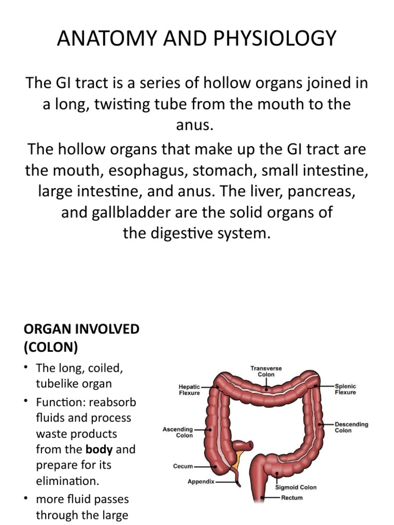 Understanding the GI Tract Anatomy | PDF