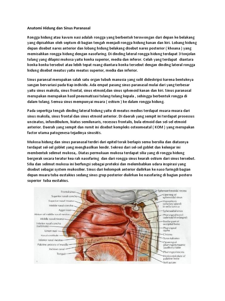 Anatomi Hidung Dan Sinus Paranasal | PDF
