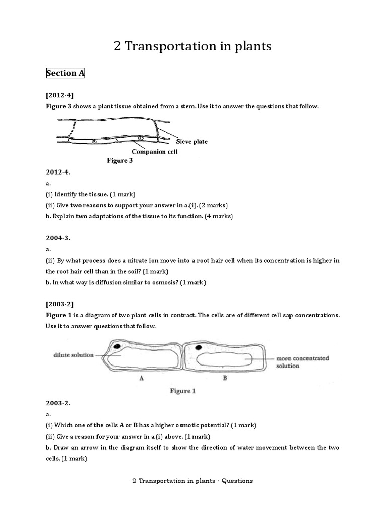 Plant Transportation: Questions & Answers | PDF | Osmosis | Biology