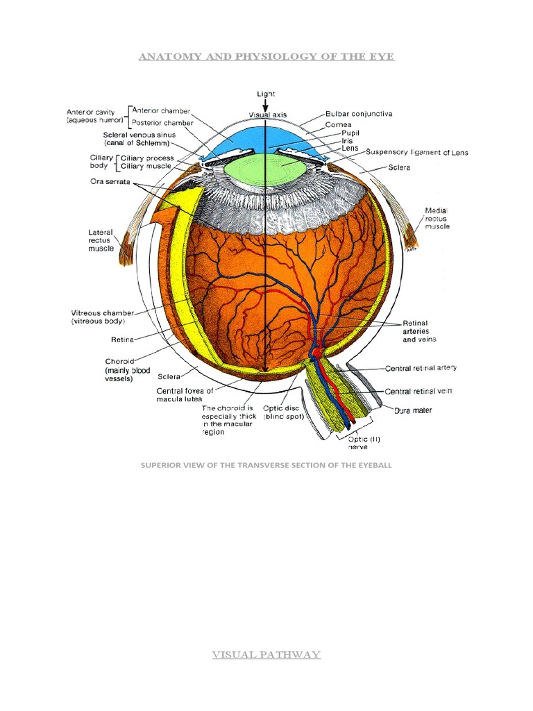 Eye Anatomy and Vision Physiology | PDF