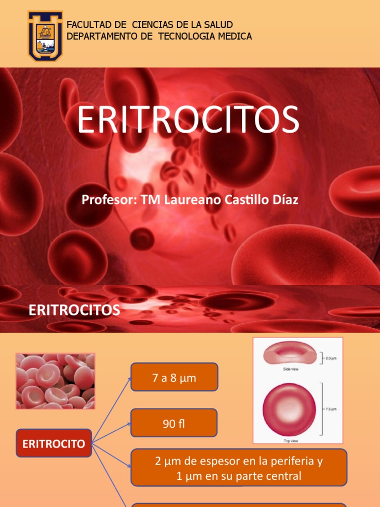 Estructura y Función de los Eritrocitos | PDF | Bicapa lipídica ...