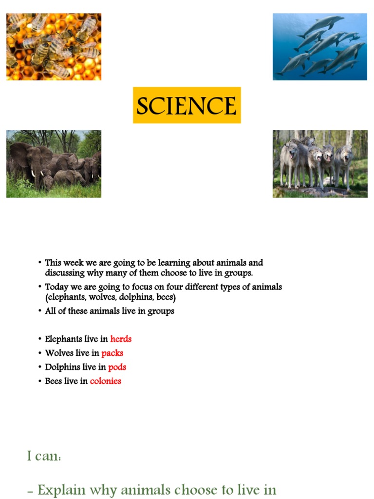 Science Animals Live in Groups | PDF
