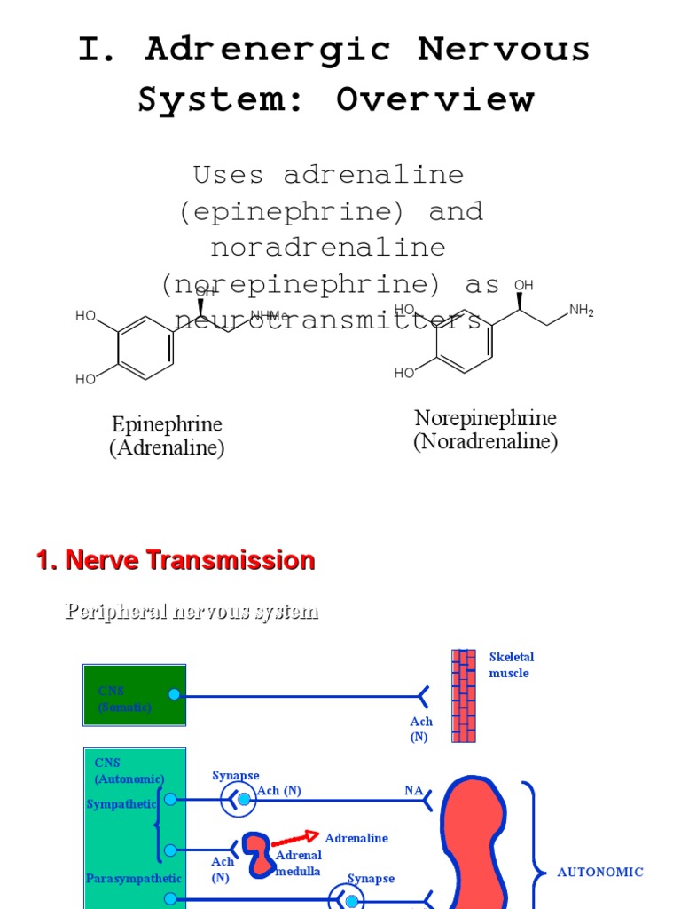 I. Adrenergic Nervous System: Overview | PDF | Serotonin | Fight Or ...