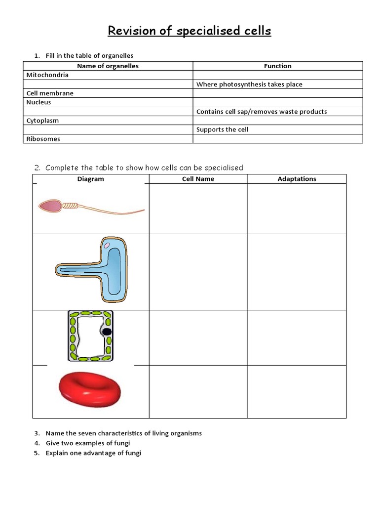 Year 7 Homework - Cells Review | PDF | Science & Mathematics