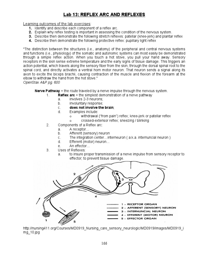 Patellar Reflex and Reflex Arc Lab Guide | PDF | Motor Neuron | Nervous ...