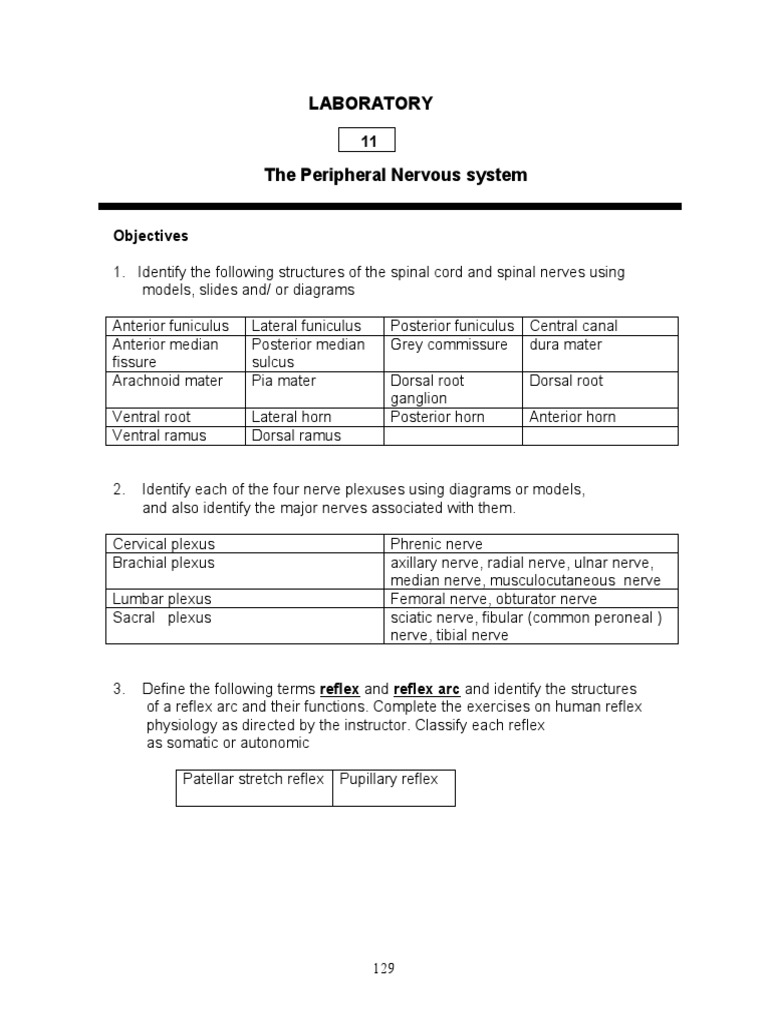 The Peripheral Nervous System: Laboratory | PDF | Spinal Cord | Central ...