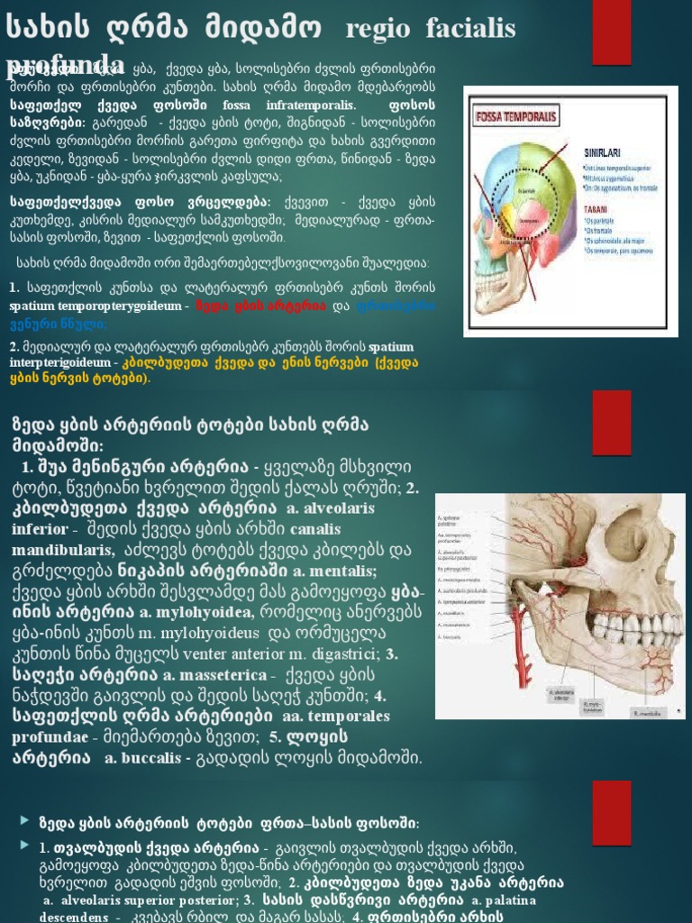 სახის ღრმა მიდამო regio facialis profunda | PDF