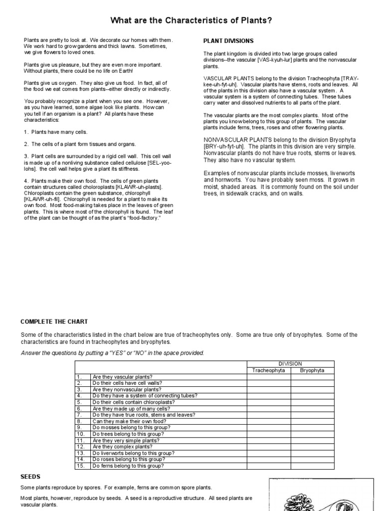 Plants Worksheet | PDF | Plants | Sex
