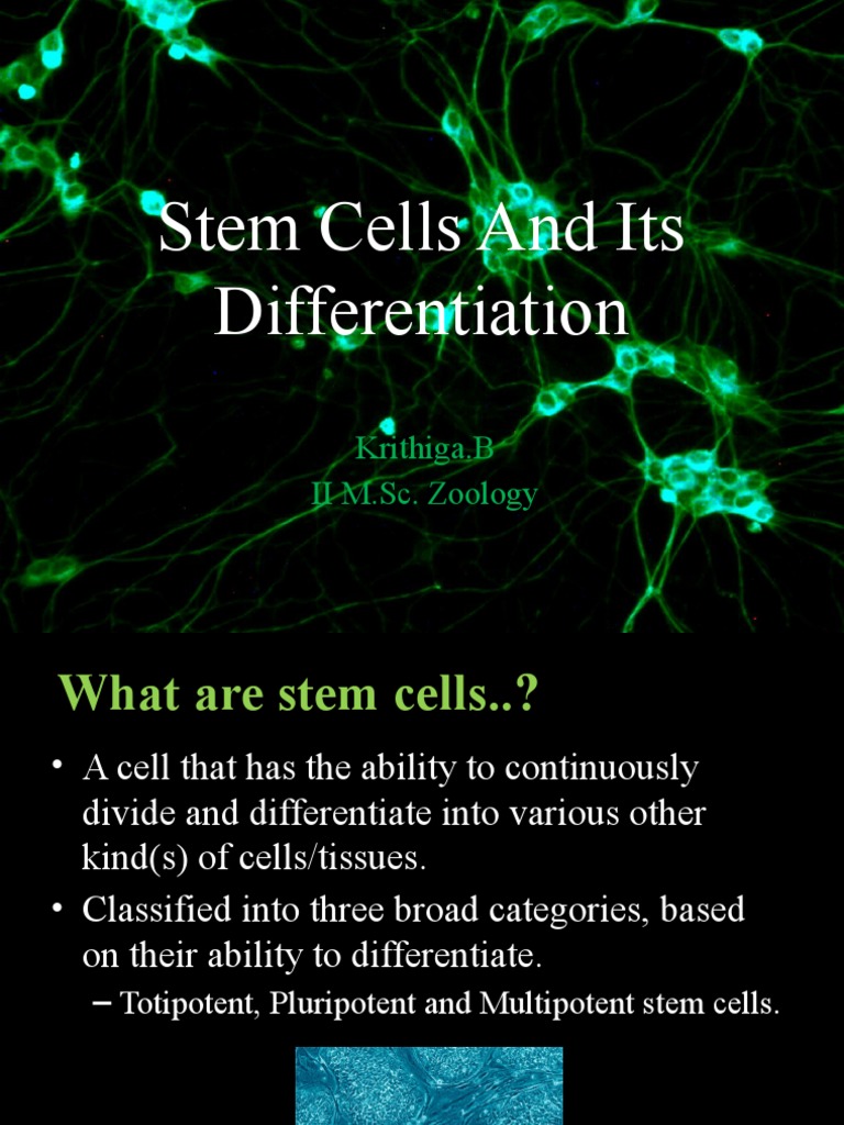 Understanding Stem Cell Types and Uses | PDF | Stem Cell | Cell Potency