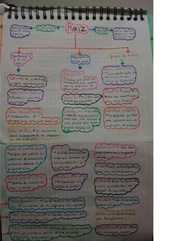 Raiz Mapa Conceptual | PDF