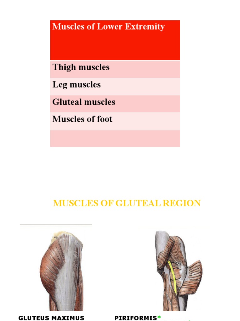 Appendicular Muscles Lower Extremities 4722187284698780418 | PDF | Foot ...