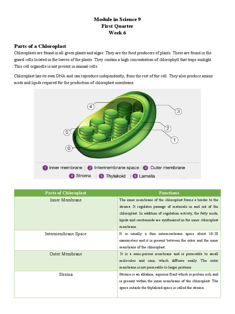 Module in Science 9 First Quarter Week 6 Parts of A Chloroplast ...