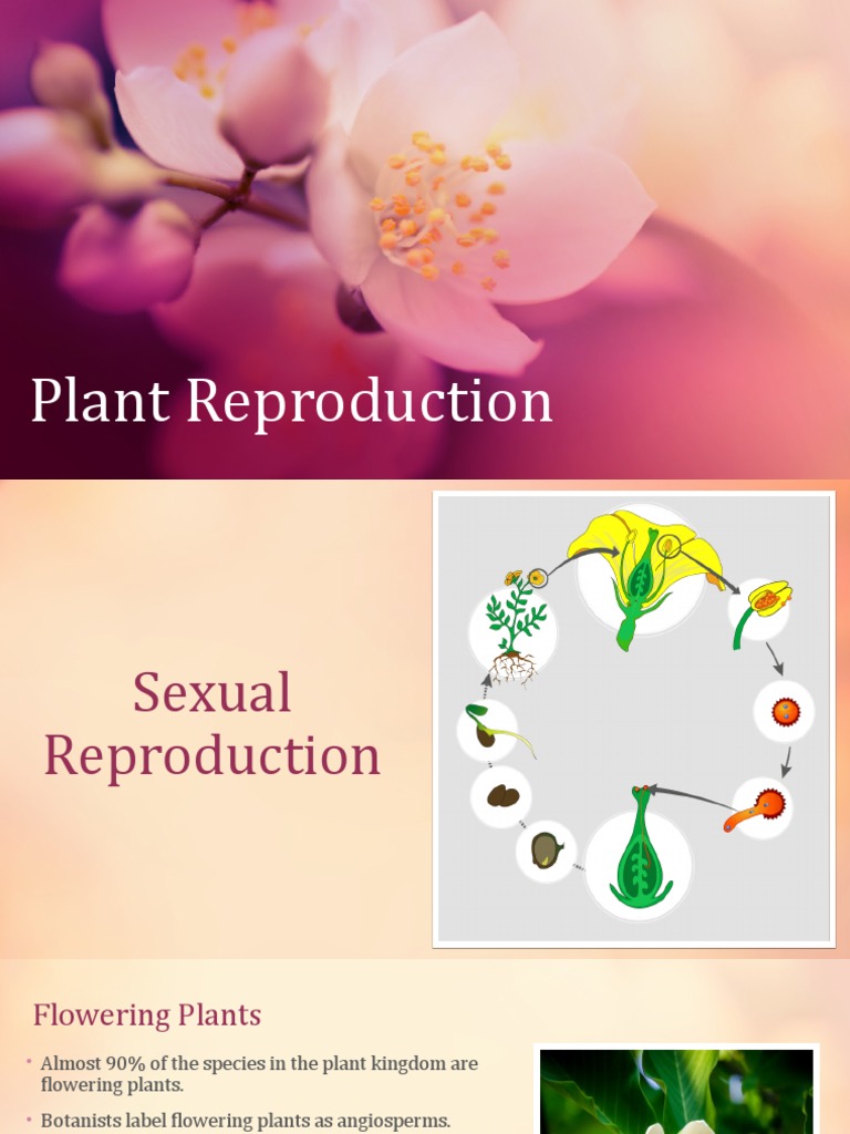 Plant Reproduction | PDF | Flowers | Fertilisation