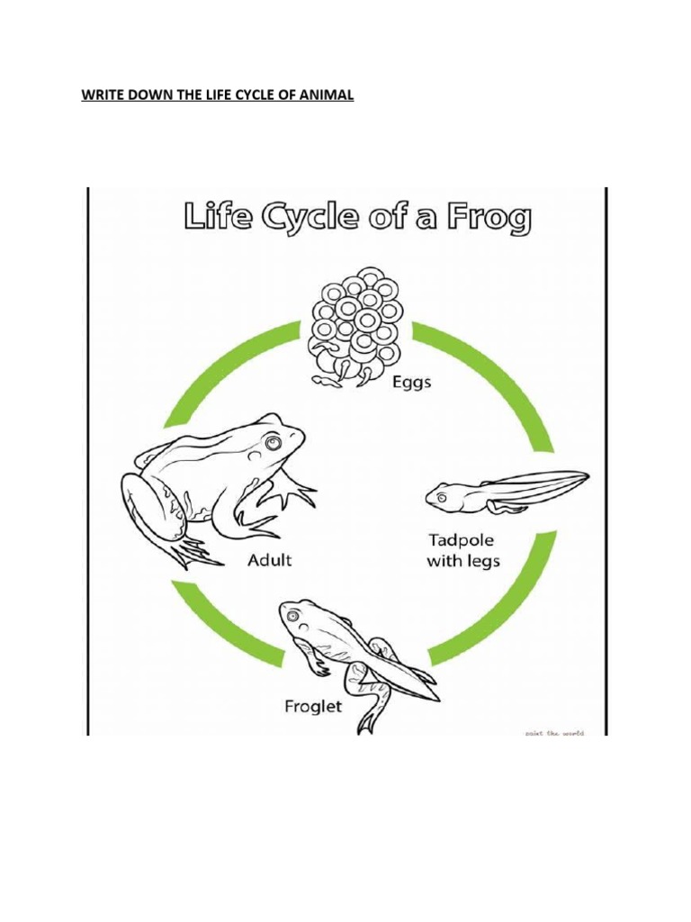Write Down The Life Cycle of Animal | PDF