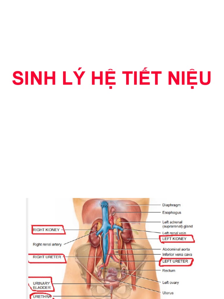 Sinh Ly He Tiet Nieu Tin Chi | PDF