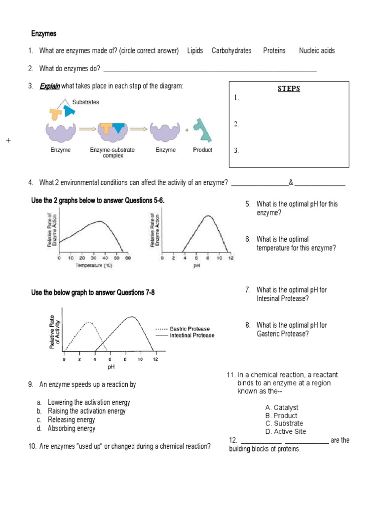 Enzyme Review | PDF | Active Site | Enzyme
