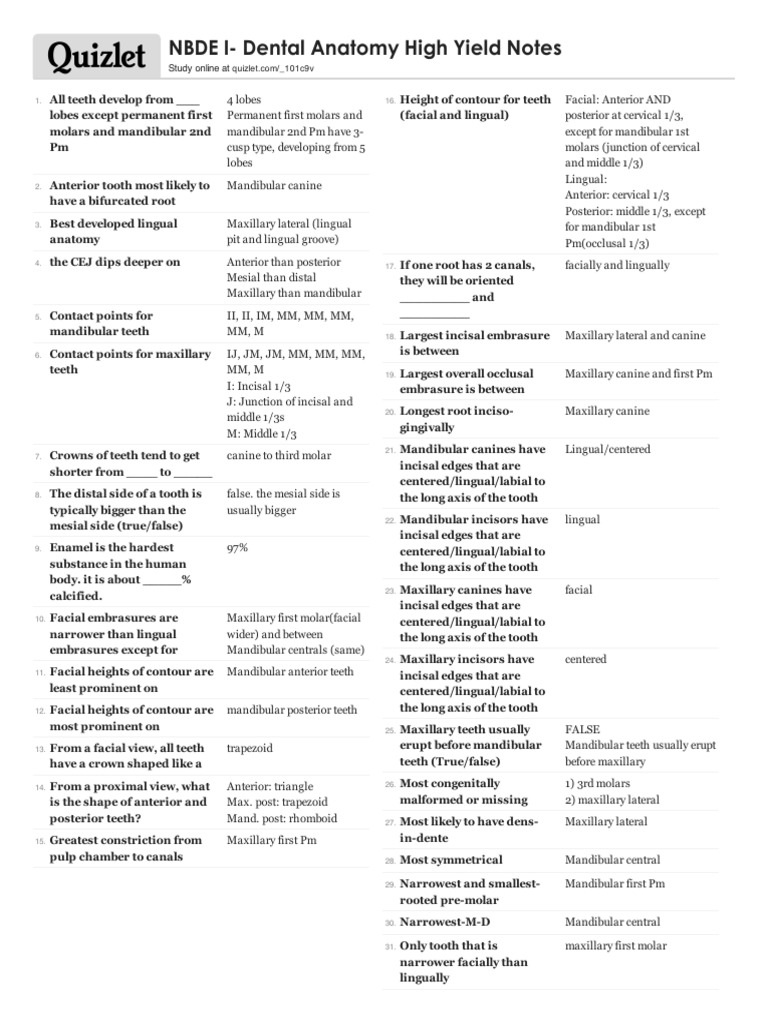 Dental Anatomy High-Yield Notes | PDF | Primate Anatomy | Dental Anatomy
