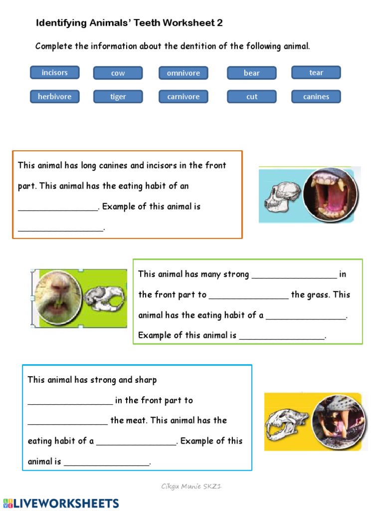 Identifying Animals' Teeth Worksheet 2: Incisors Cow Omnivore Bear Tear ...