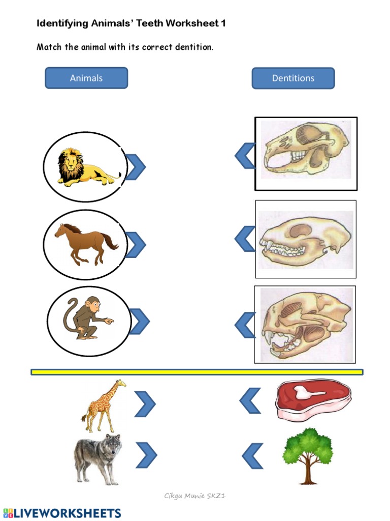 Animals Dentitions: Identifying Animals' Teeth Worksheet 1 | PDF