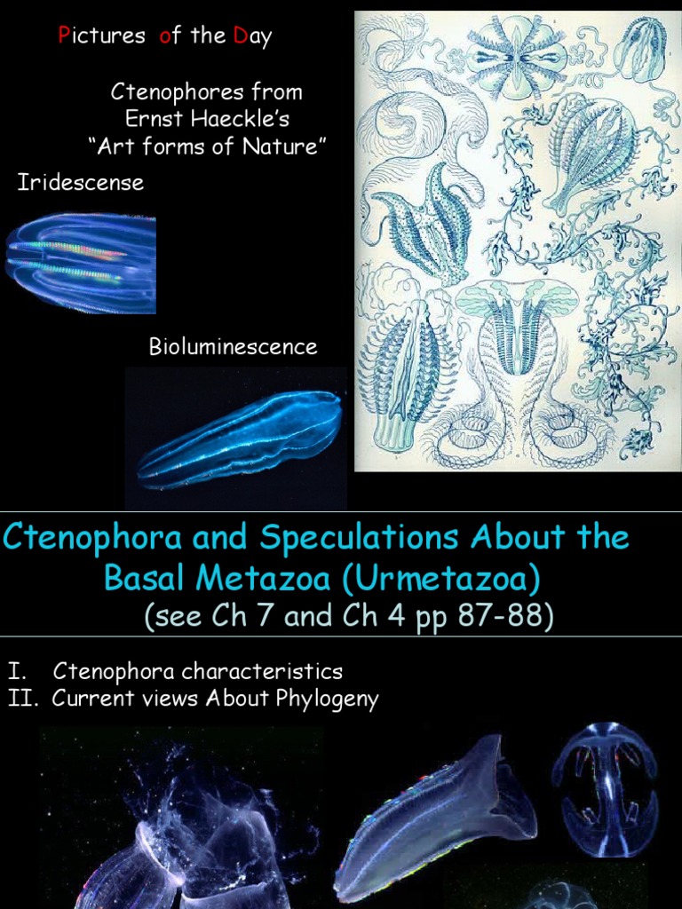 Exploring the Evolutionary Origins and Distinctive Traits of the Phylum ...