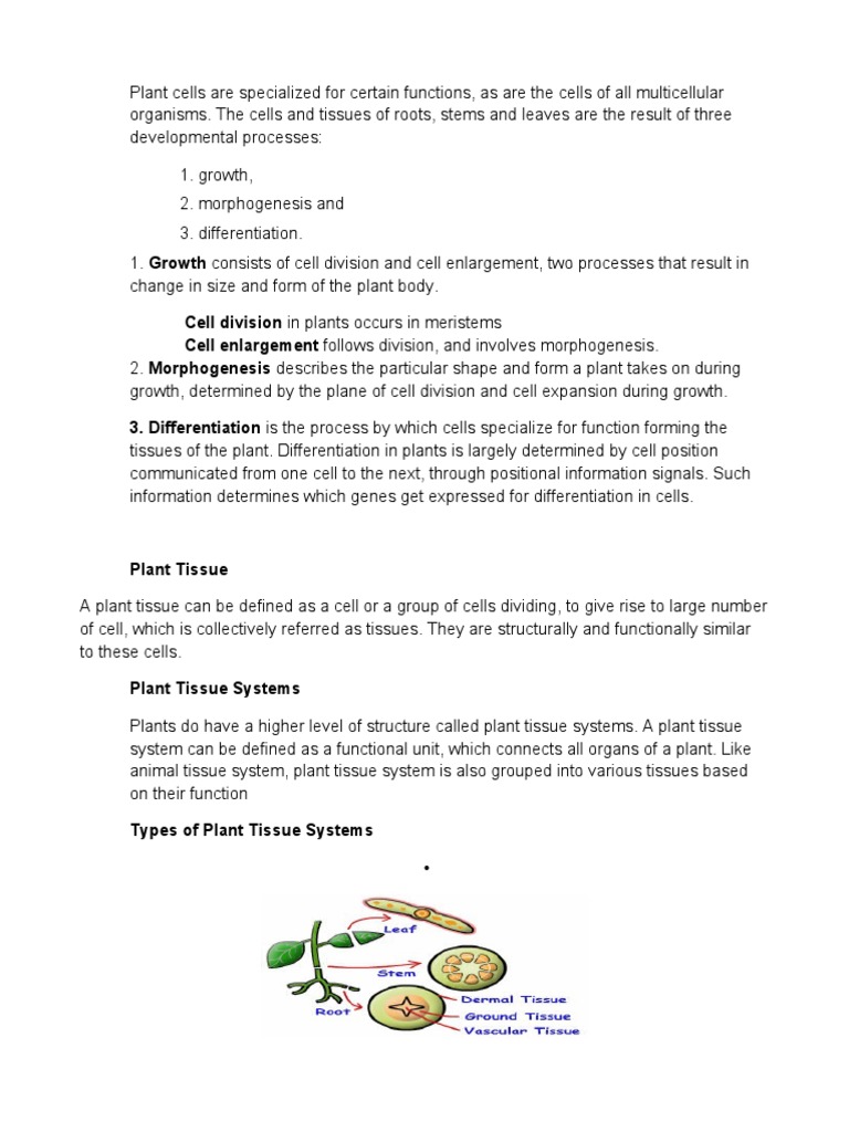 Exploring the Specialized Structures and Functions of Plant Tissues ...